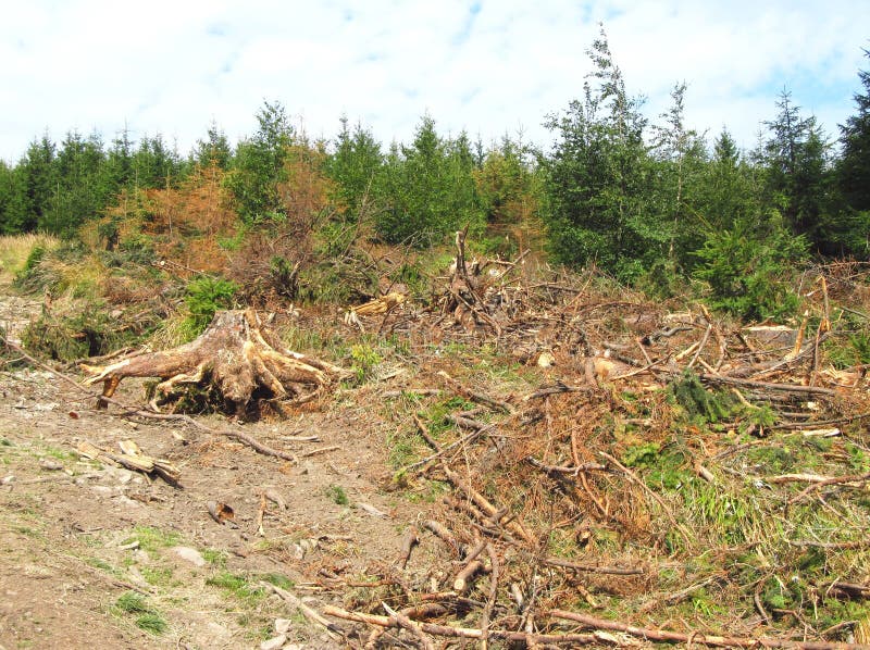 Wood Extraction. Trees Felled and Stored for the Industry Stock Photo ...
