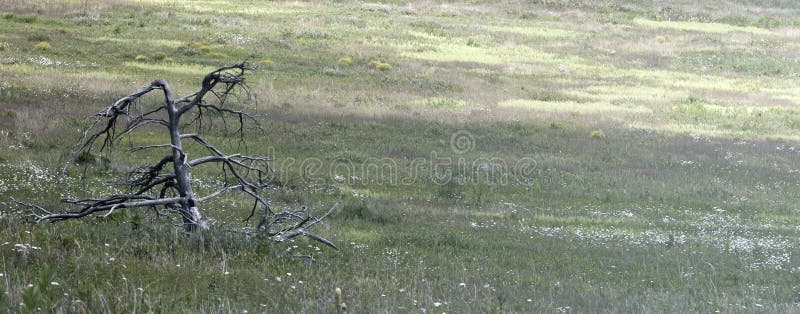Desolating Land stock photo. Image of loneliness, dead - 38763024