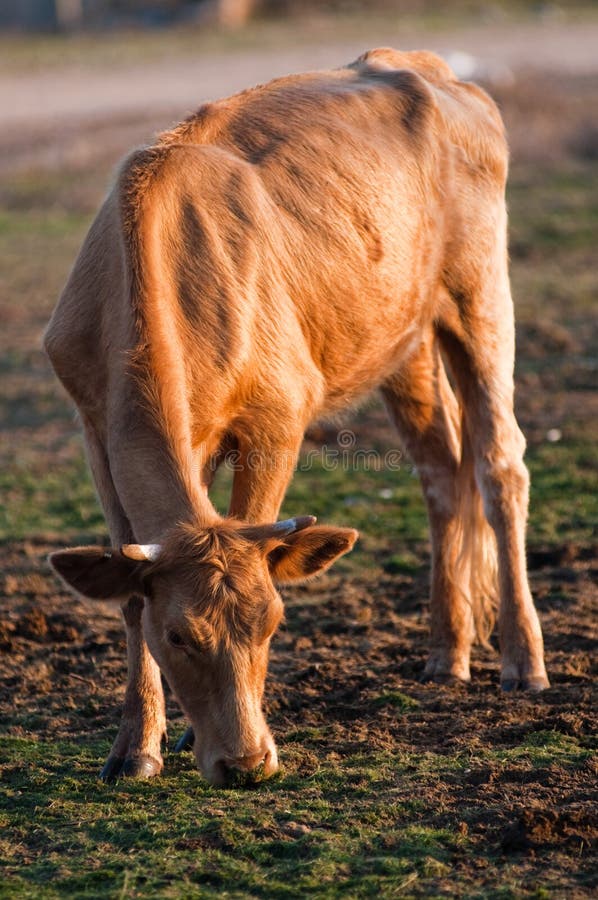 332 Vaca Flaca Fotos de stock - Fotos libres de regalías de Dreamstime