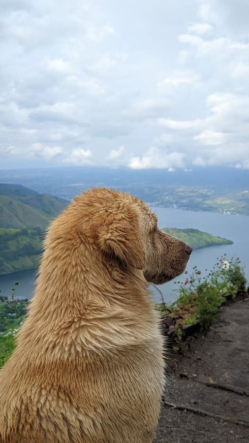 A Desperate Cold Dog Enjoying a View Stock Photo - Image of enjoying ...