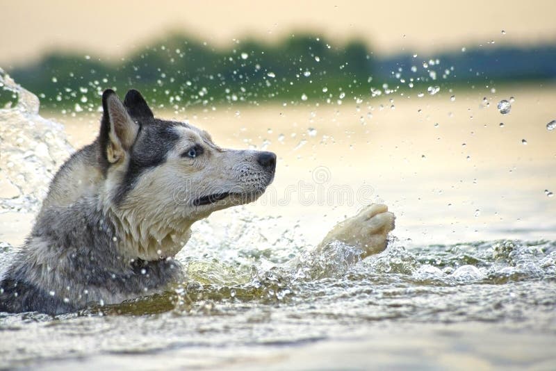 Desperate swimmer Huskies stock image. Image of husky - 56022867