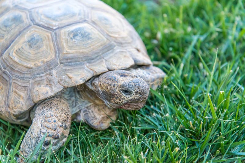 Dessert Tortoise on Green Grass Stock Photo - Image of chelydridae ...