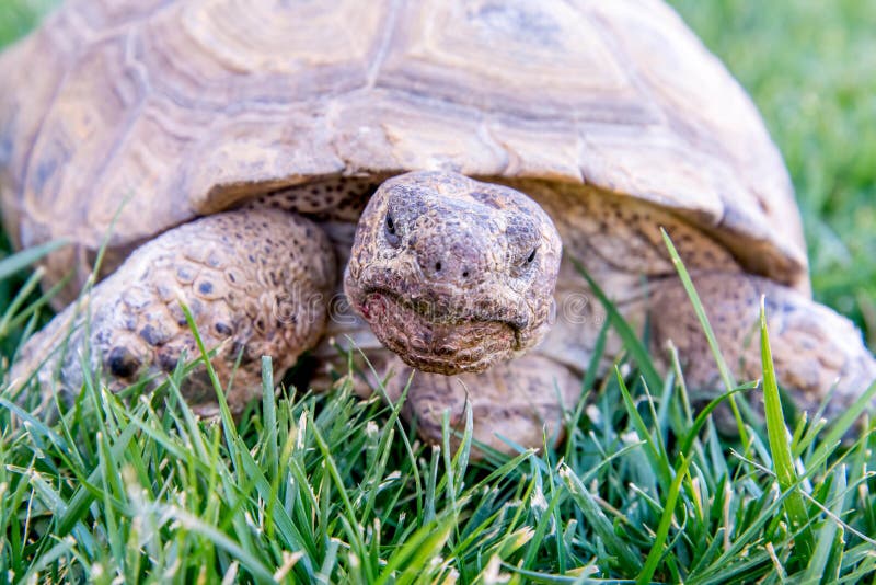 Dessert Tortoise on Green Grass Stock Photo - Image of dessert, shell ...