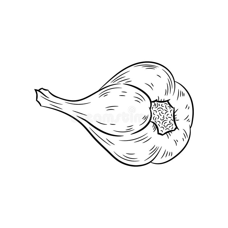 Dessin D'ail D'isolement Sur Le Fond Blanc Illustration de Vecteur ...