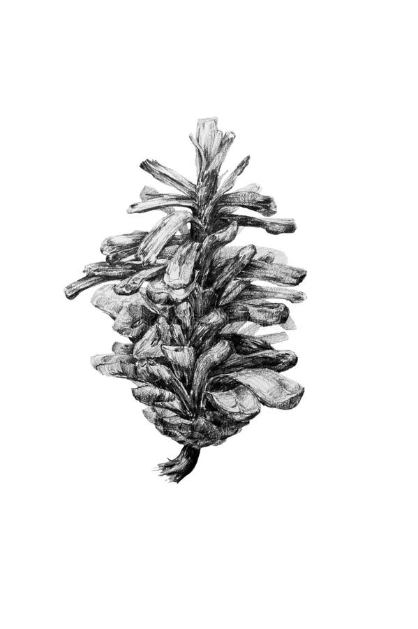 Dessin de cône impeccable illustration stock. Illustration du conifére ...
