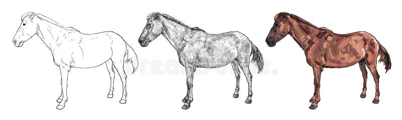 Dessin de cheval femelle illustration de vecteur. Illustration du ...