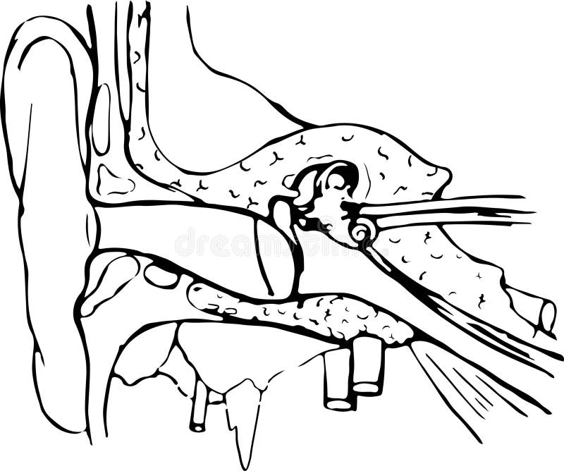 Dessin De La Structure De L'oreille Humaine. Illustration de Vecteur ...