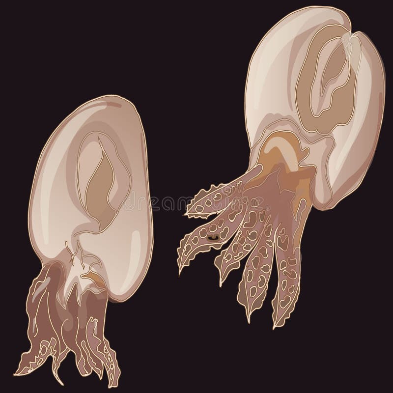 Dessin De Vecteur De Seiches Illustration de Vecteur - Illustration du ...