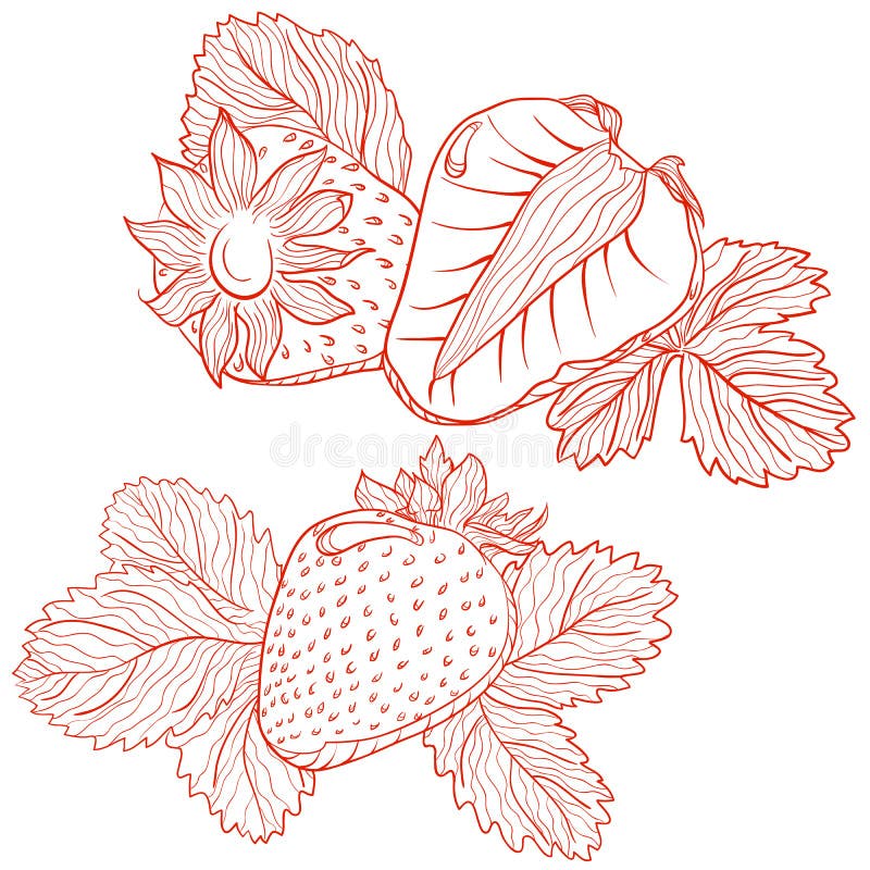 Dessin De Vecteur Des Fraises Illustration de Vecteur - Illustration du ...