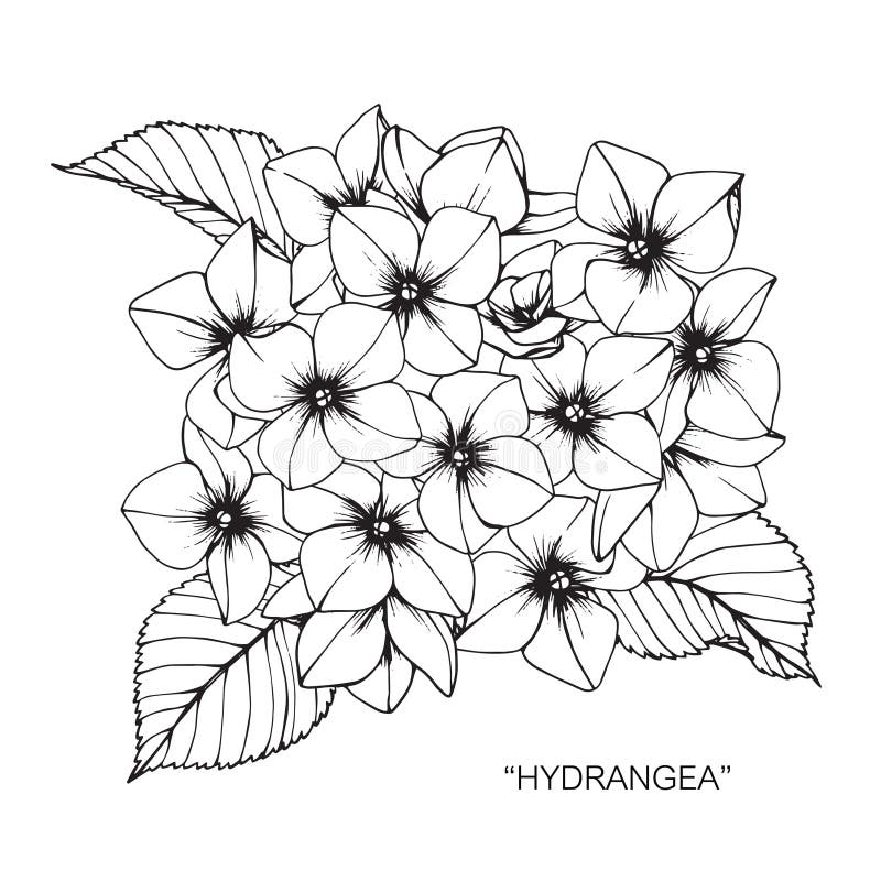 Dessin Et Esquisse De Fleur D'hortensia Illustration de Vecteur ...