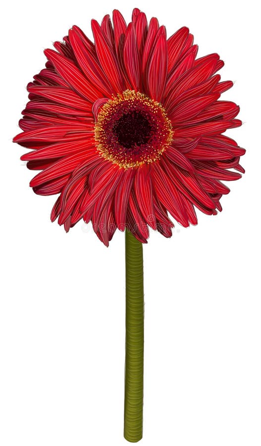 Dessin Rouge De Fleur De Gerbera Illustration Stock - Illustration du ...