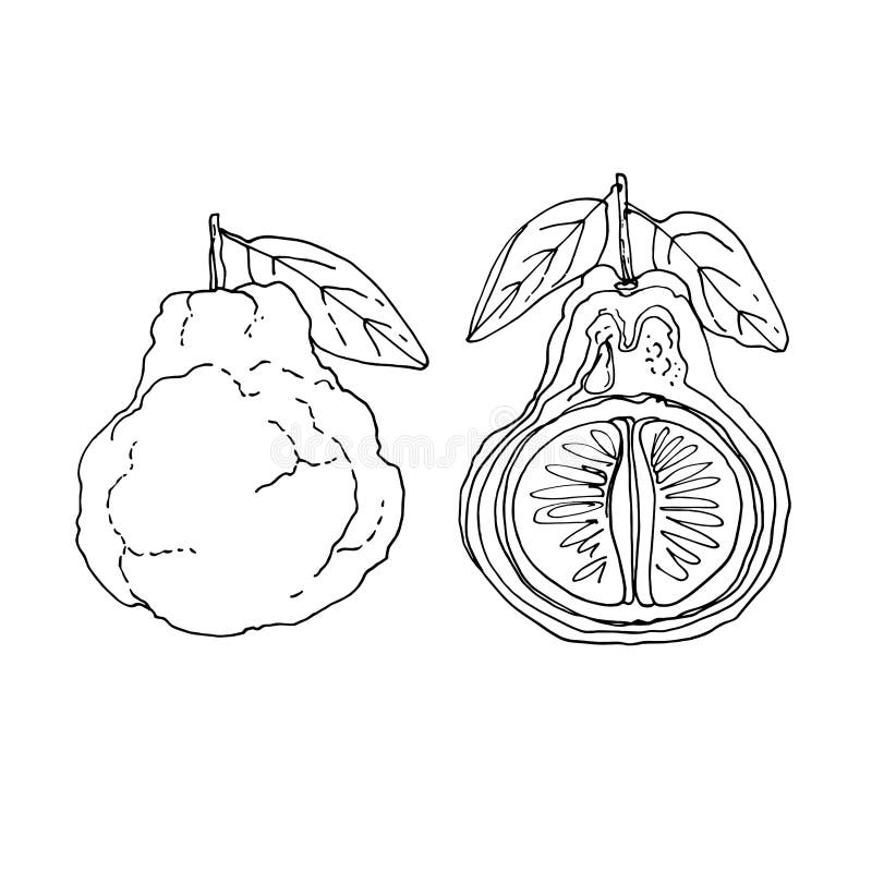 Art Tiré Par La Main De Bande Dessinée De Fruit D'illustration De ...