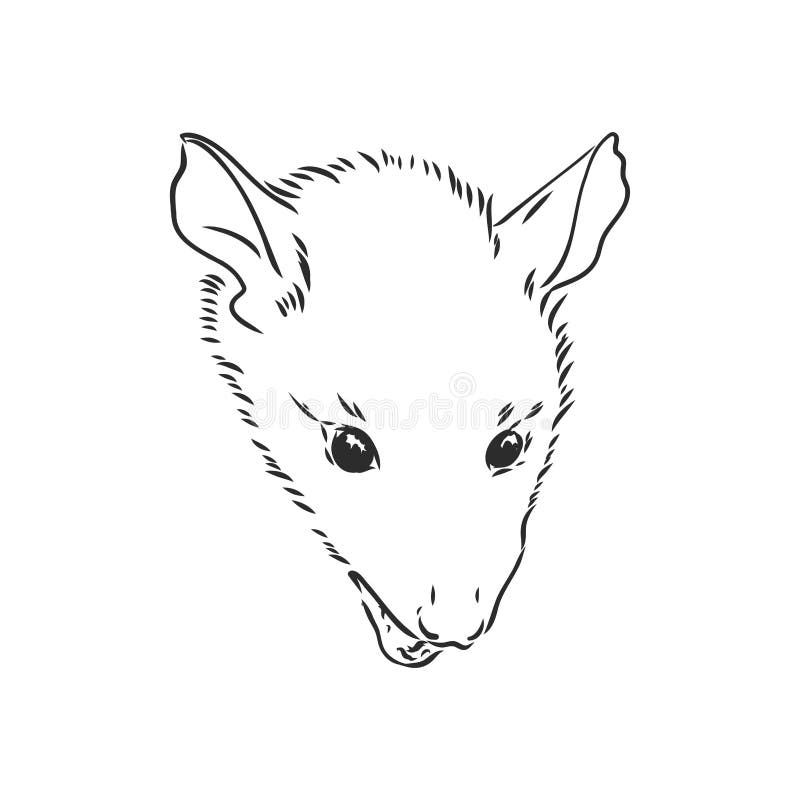 Dessin Vectoriel Possum Muzzle Possum Illustration Vectorielle ...
