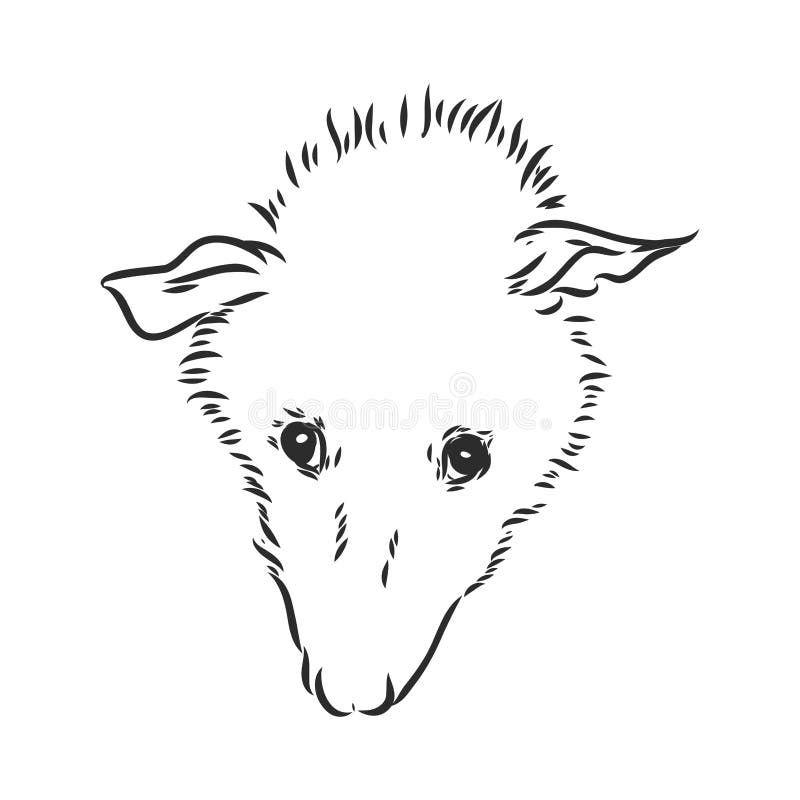 Dessin Vectoriel Possum Muzzle Possum Illustration Vectorielle ...