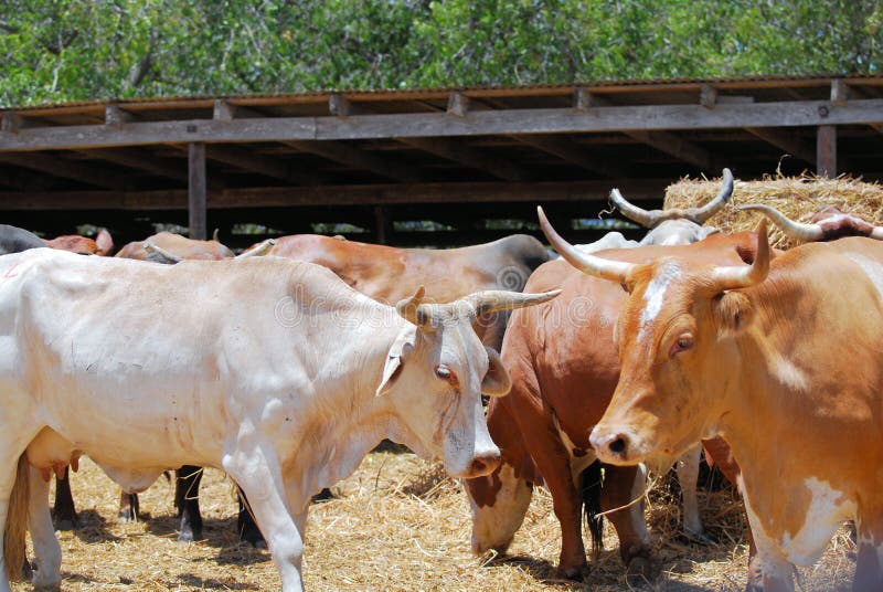 318 Vaca Flaca Fotos de stock - Fotos libres de regalías de Dreamstime