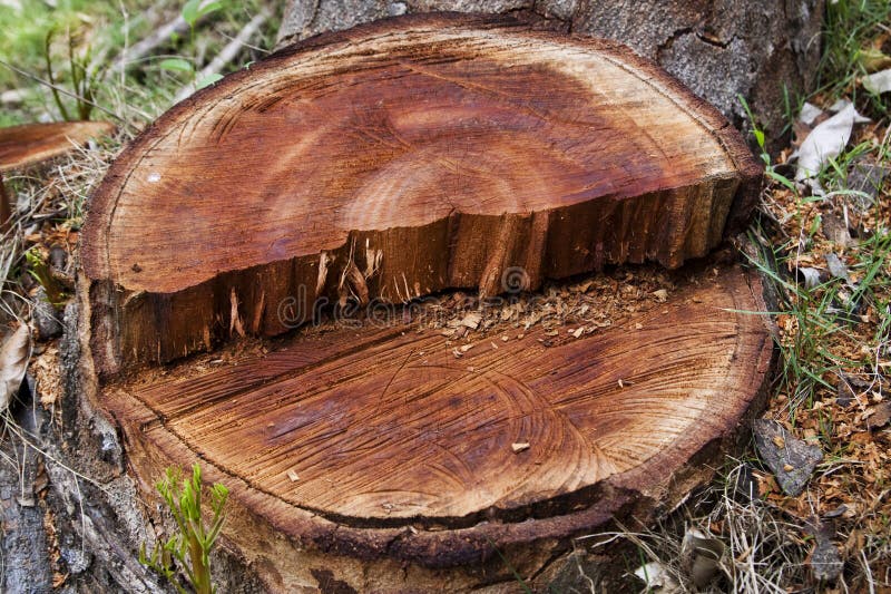 Destroy stock photo. Image of macro, lumber, ecology - 12966902
