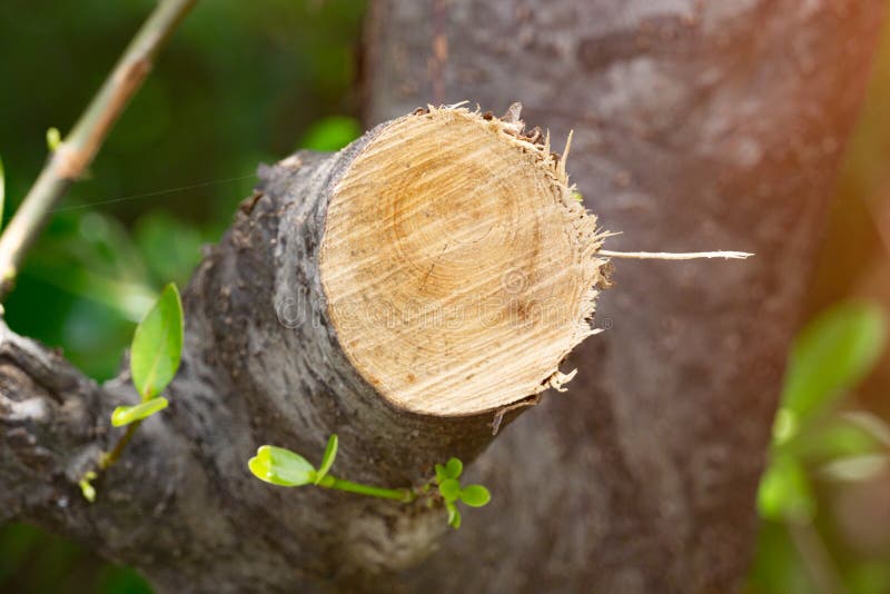 Destroy Jungle, Logs Extracted from a Sustainable Forest Under S Stock ...
