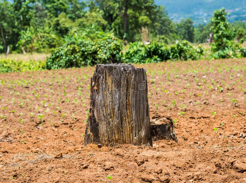 Destroy s forest by human stock photo. Image of nature - 56818416