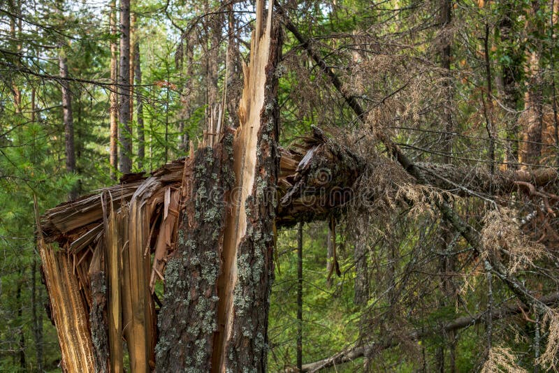 Destroyed Broken Coniferous Tree in the Summer Forest. the Trunk of a ...