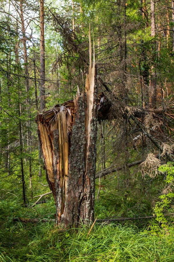 Destroyed Broken Coniferous Tree in the Summer Forest. the Trunk of a ...