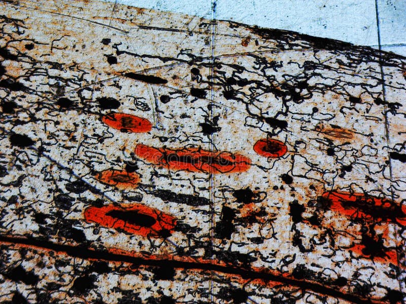 Destroyed cells stock image. Image of micrograph, detail - 40652223