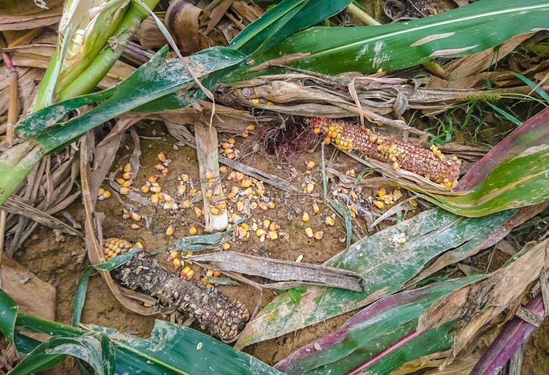 Destroyed corn field stock photo. Image of crop, destruction - 172155312