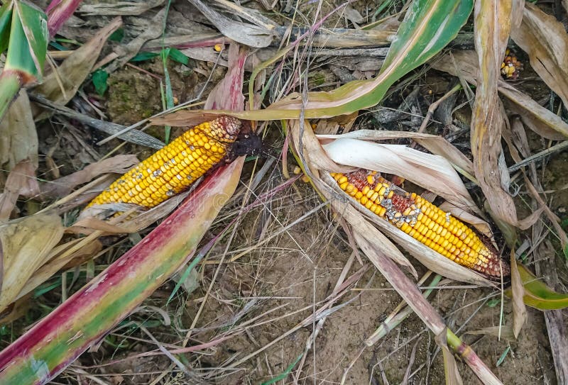 Destroyed corn field stock photo. Image of cultivated - 172155336