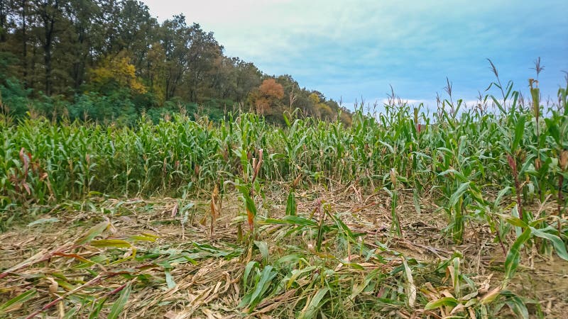 156 Destroyed Crops Photos - Free & Royalty-Free Stock Photos from ...