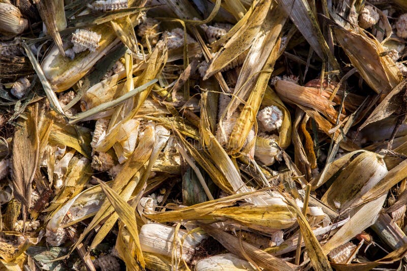 Destroyed corn stock photo. Image of destroy, hail, leaves - 47587640