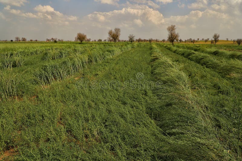 Destroyed crops stock photo. Image of mustard, rainfall - 177573094