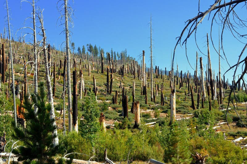 Destroyed Forest stock image. Image of protection, california - 16285757