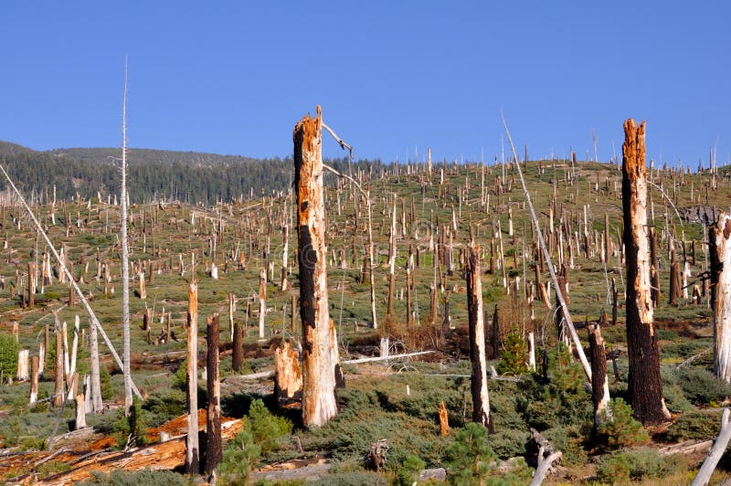 Destroyed Forest stock image. Image of nature, change - 16285785