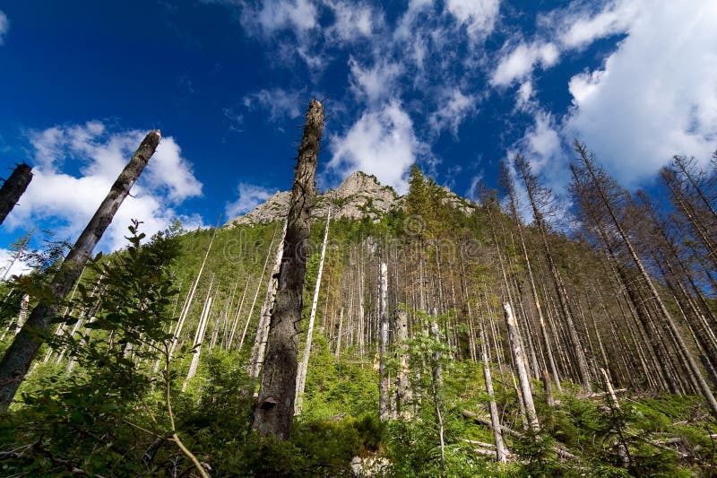 Destroyed forest. stock image. Image of zakopane, roztoki - 24405059