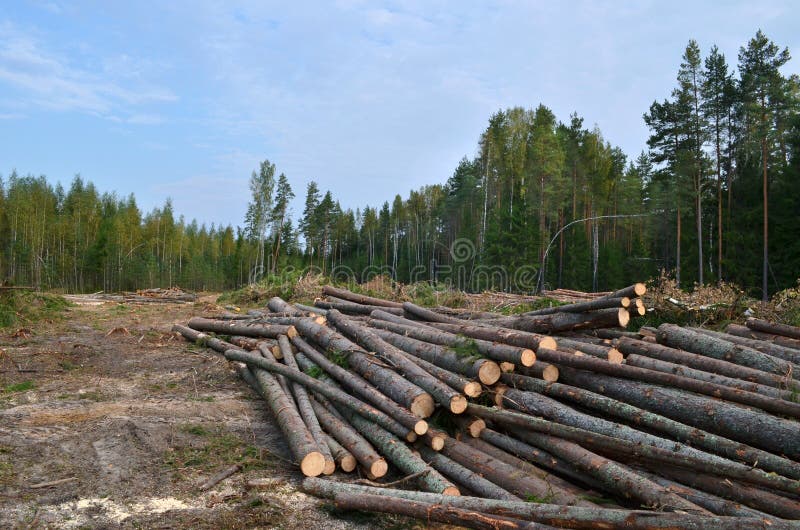 Swedish deforestation stock photo. Image of conservation - 30551734