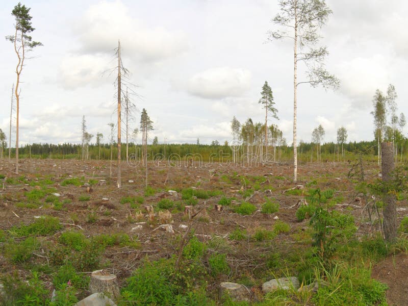Destroyed forest stock photo. Image of barren, erosion - 3131882