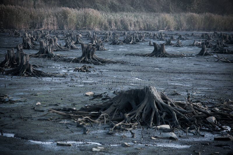 Destroyed forest and area stock image. Image of dead - 35346231