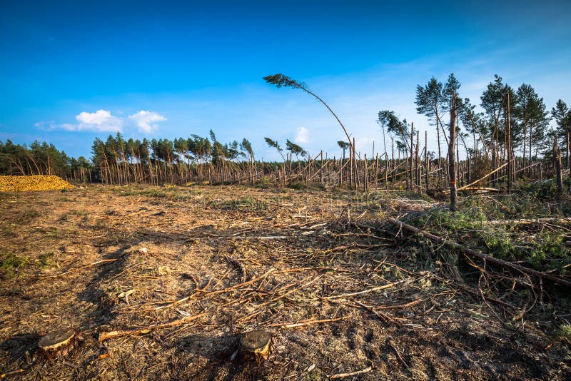 Destroyed Forest As an Effect of Strong Storm Stock Photo - Image of ...