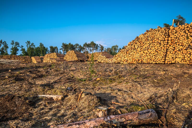 Destroyed Forest As An Effect Of Strong Storm Stock Image - Image of ...