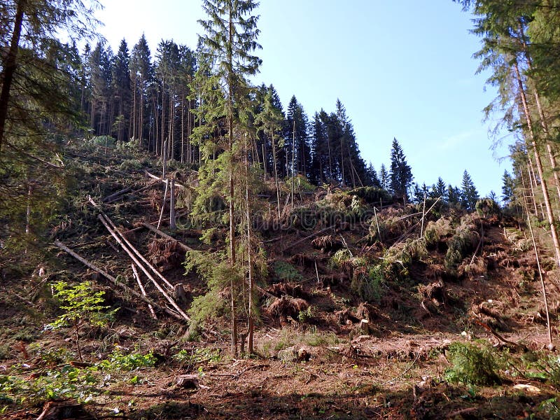 Destroyed Forest As an Effect of Strong Storm Stock Image - Image of ...