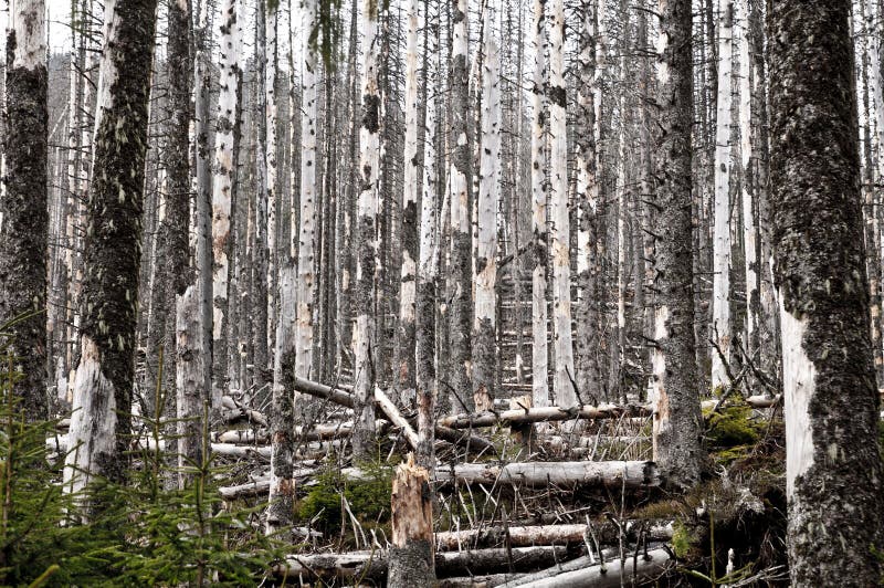 Destroyed Forest, a Lot of Dead Trees Stock Photo - Image of polluted ...