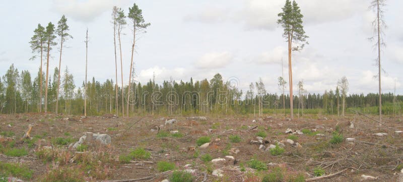 Destroyed forest panorama stock photo. Image of panorama - 3131938