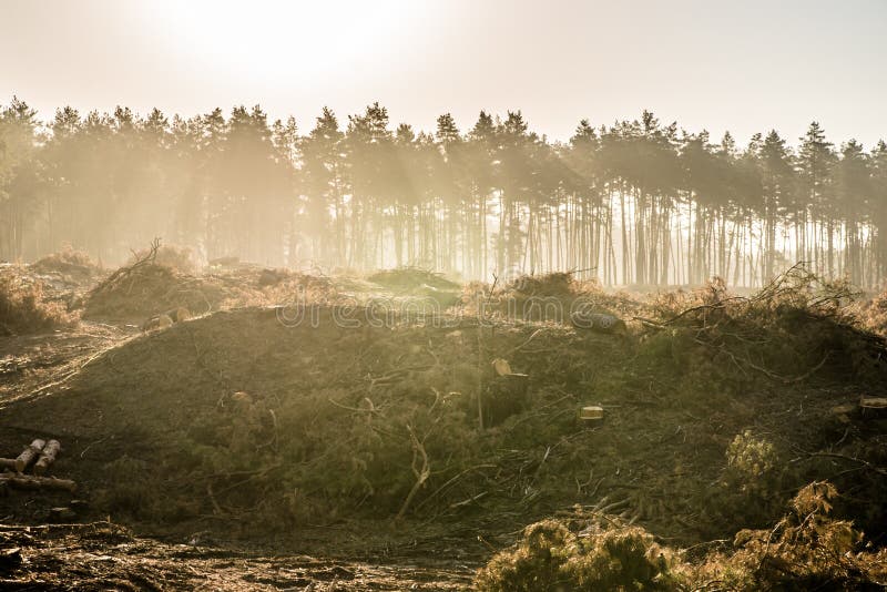 Destroyed Trees In A Clearing Stock Image - Image of disaster, trunks ...