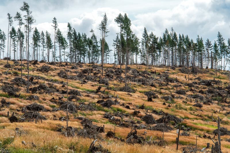 Destroyed forest stock photo. Image of damage, destroyed - 74297502