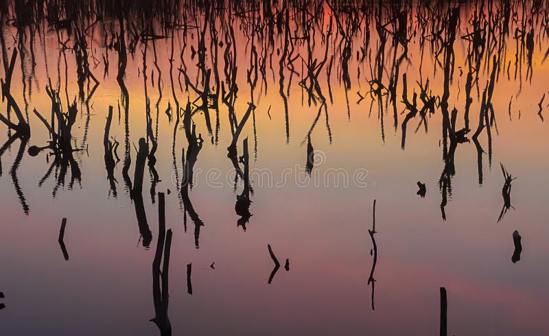 Destroyed Mangrove Forest Scenery, Destroyed Mangrove Forest is an ...