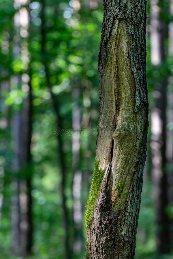 Destroyed Oak Tree Bark. Old Oak Trunk Damage Stock Image - Image of ...