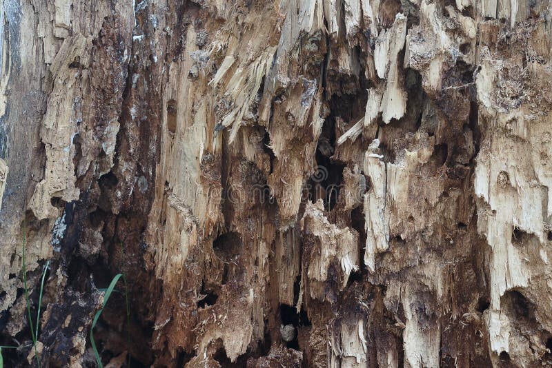 Ruined rotten rotten tree stock image. Image of abstract - 108688555