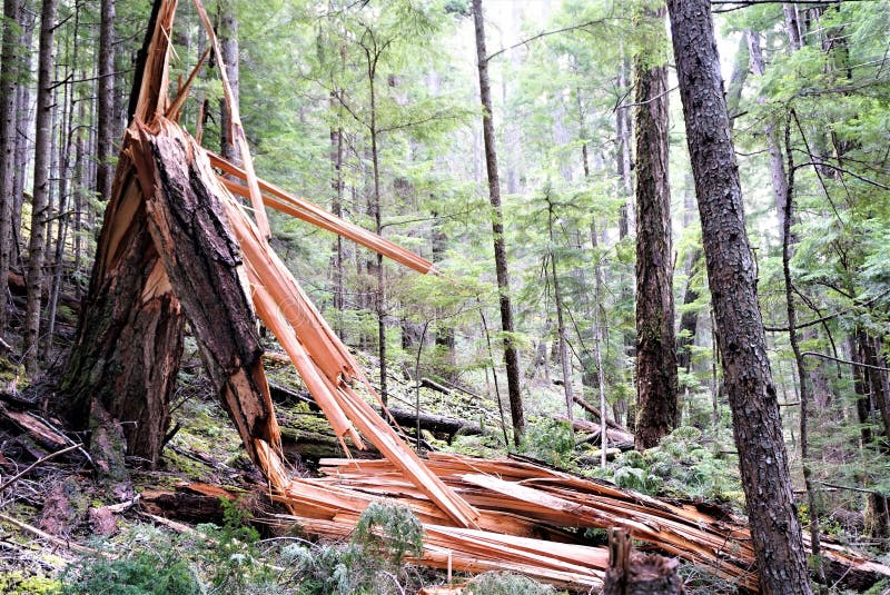 Destroyed Shattered Tree Folded Over from Destruction Stock Photo ...