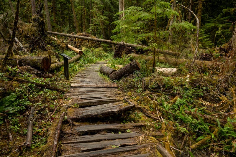 Destroyed Spur Trail Off the Carbon River Trail in Mount Rainier Stock ...