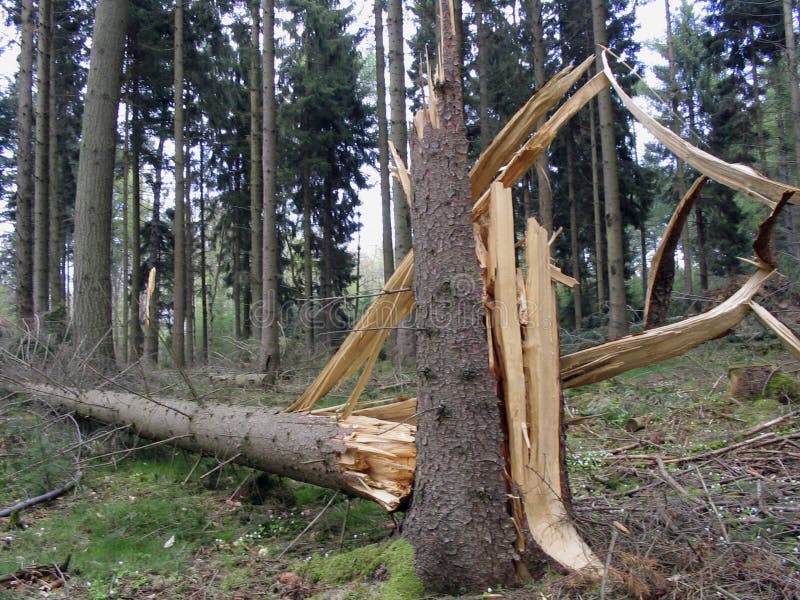 Destroyed tree stock photo. Image of brown, broken, denmark - 122148