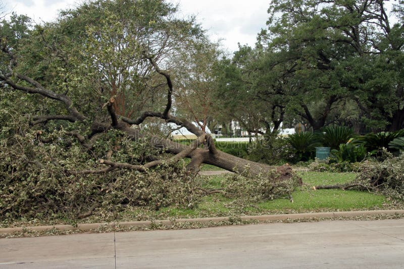 Destroyed Tree stock image. Image of outdoors, loss, destroy - 6428407